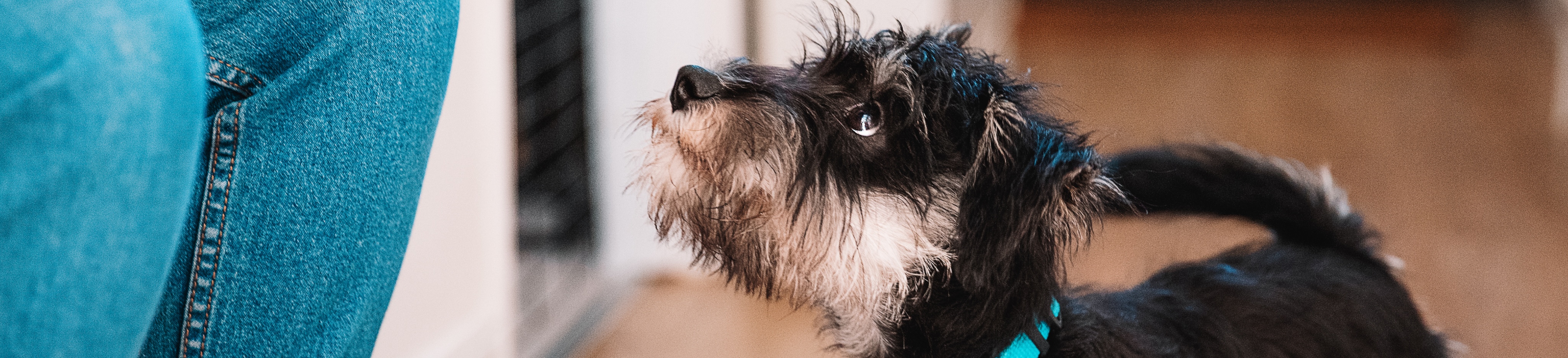 Paying for your order – tails.com