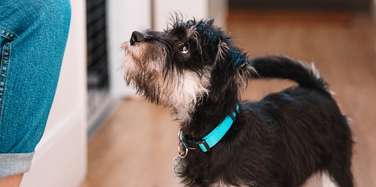 Paying for your order – tails.com